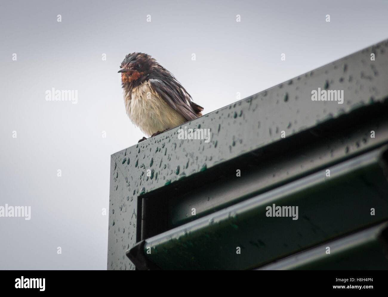 Swallow bird sitting on house window Stock Photo - Alamy