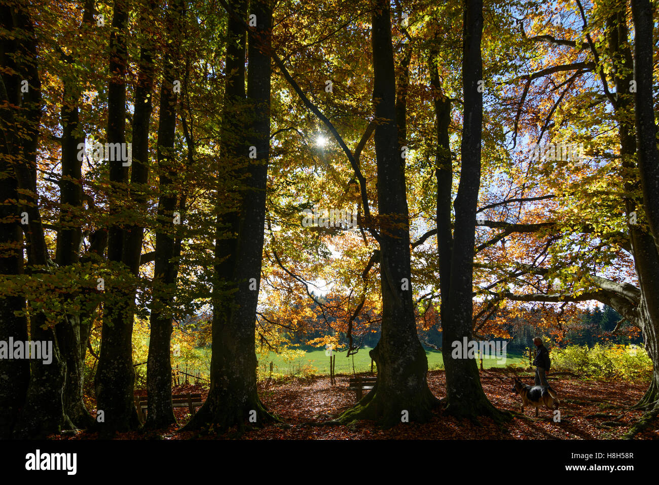 Old beech fagus sylvatica hi-res stock photography and images - Alamy