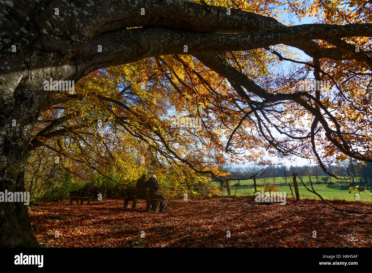 Old Beeches High Resolution Stock Photography and Images - Alamy