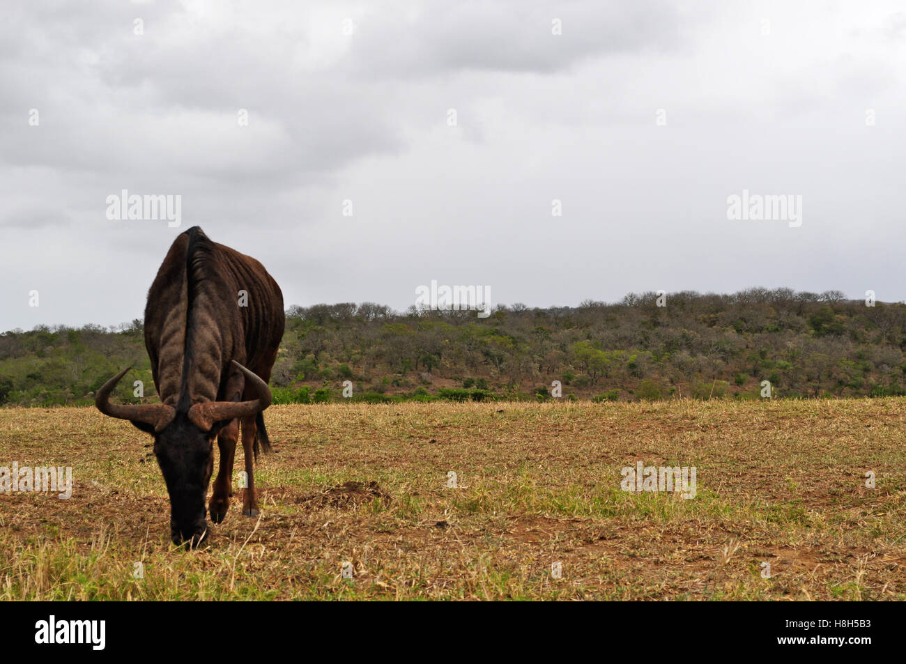 Safari in South Africa, green savannah: a gnu feeding in the Hluhluwe ...