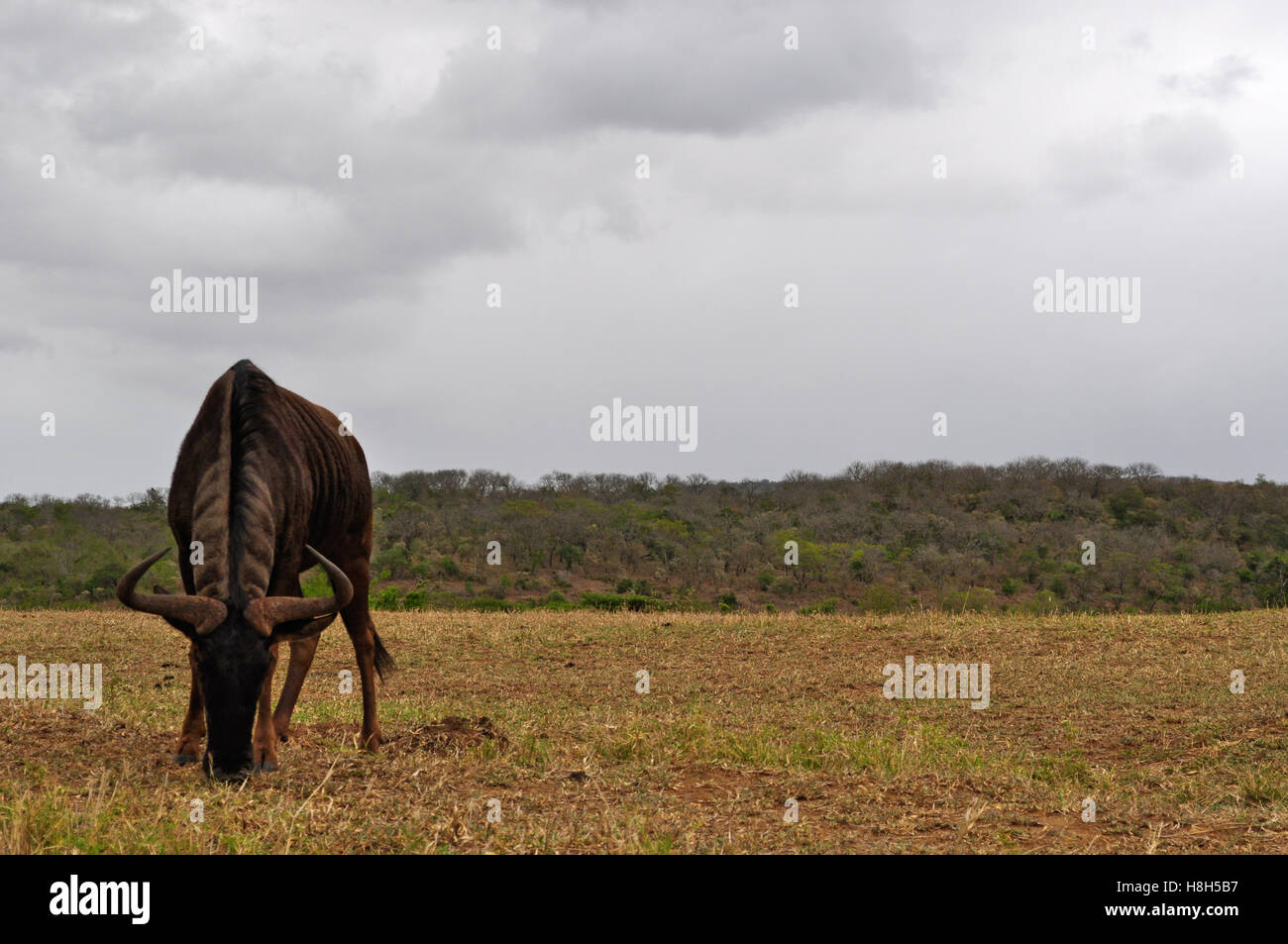 Safari in South Africa, green savannah: a gnu feeding in the Hluhluwe ...