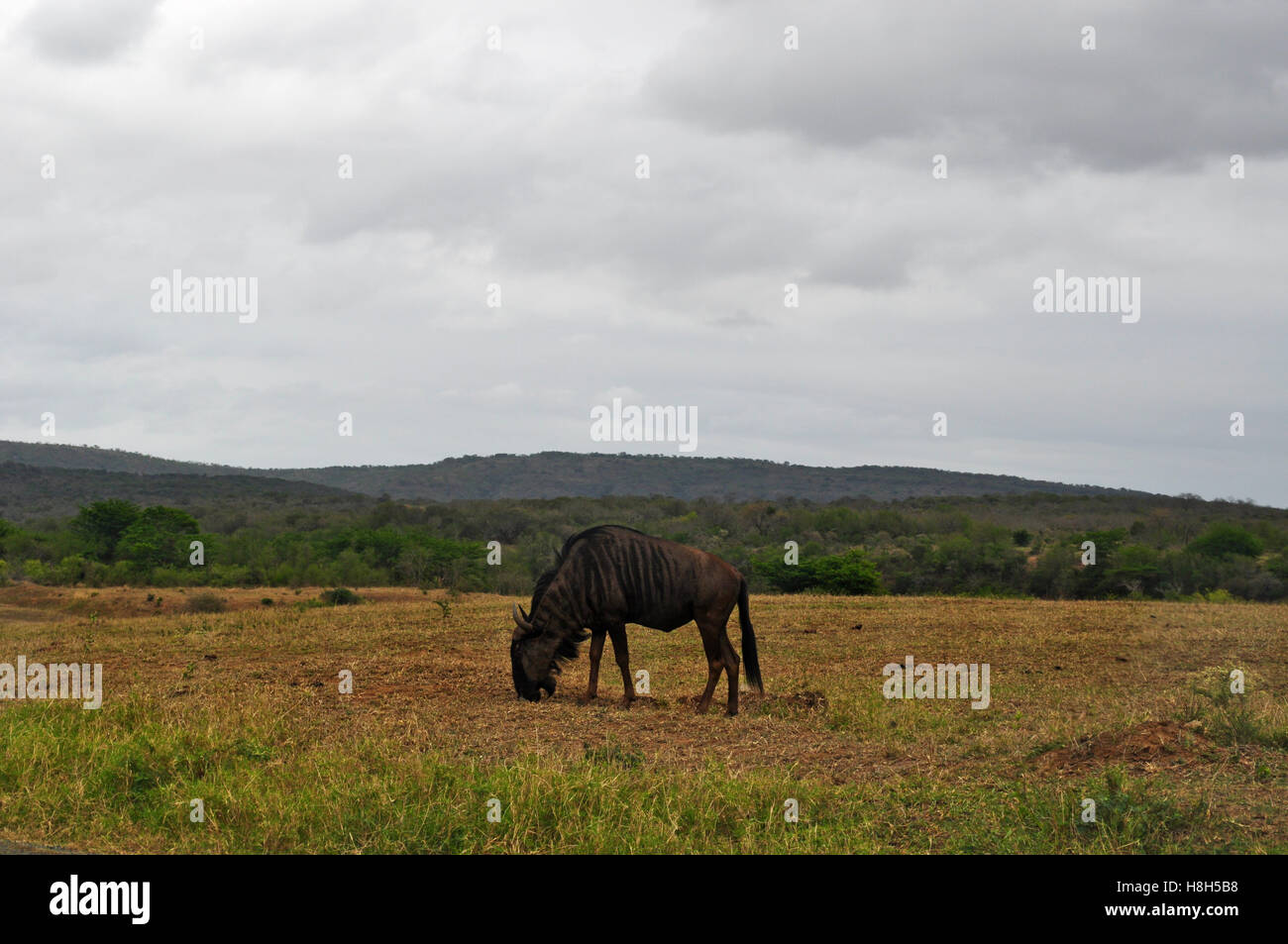 Safari in South Africa, green savannah: a gnu feeding in the Hluhluwe ...