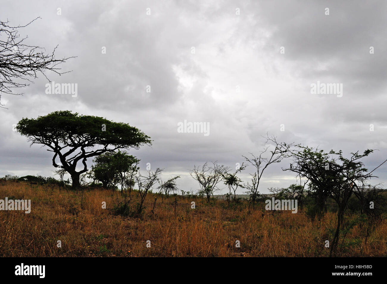 Safari in South Africa, savannah: red soil and sand in the african ...