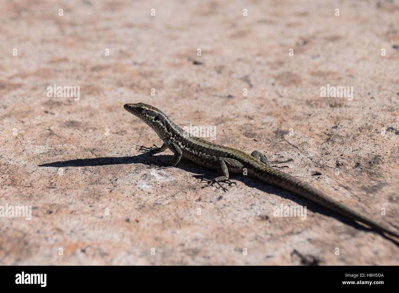 Madeira wall lizard basking in the sun - Teira dugesii Stock Photo - Alamy