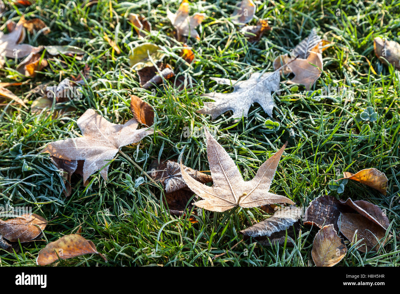 Autumn leaves in frost hi-res stock photography and images - Alamy