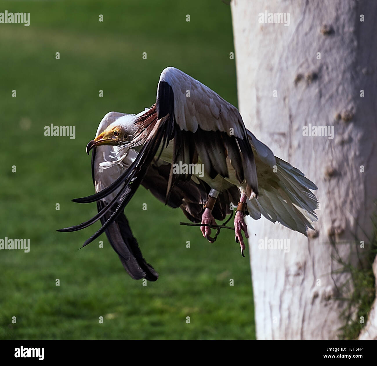 Wings hawk hi-res stock photography and images - Alamy