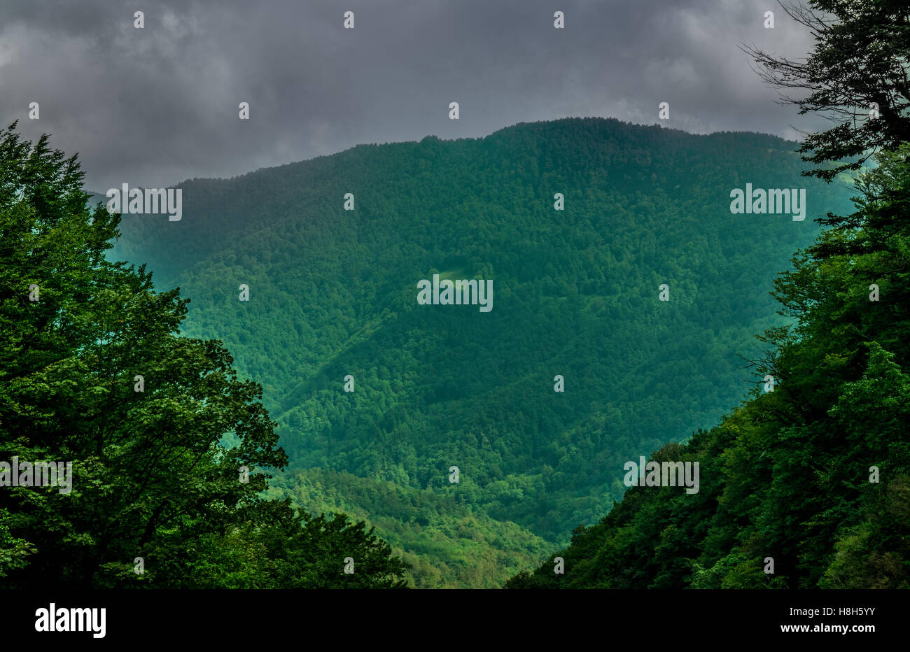 Iran jungle hi-res stock photography and images - Alamy