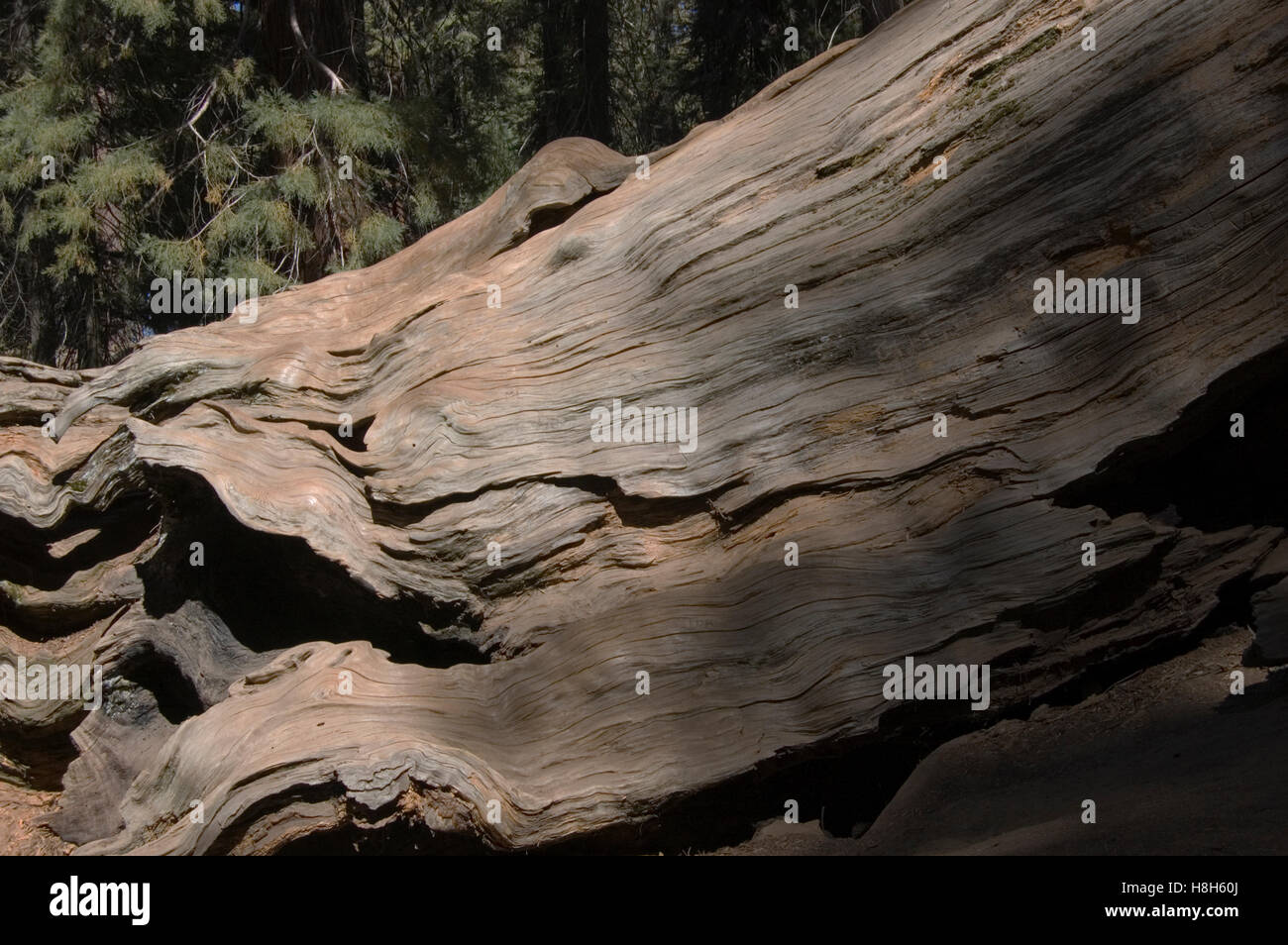USA;CALIFORNIA; SEQUOIA NATIONAL PARK; TRUNK OF FALLEN SEQUOIA (Sequoia ...
