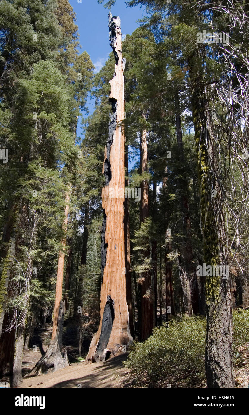 Burnt trees sequoia national park hi-res stock photography and images ...