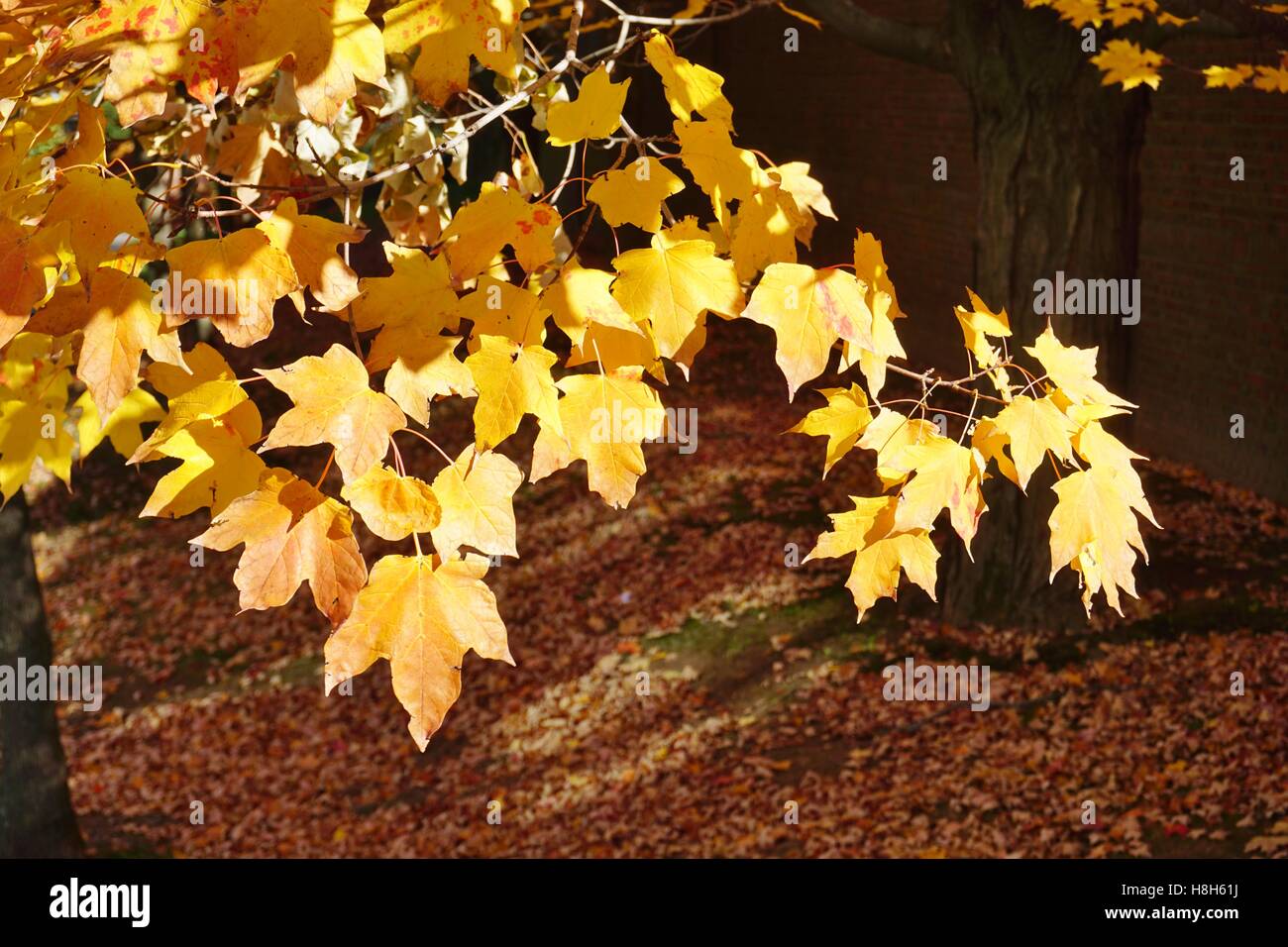 Gold golden foliage hi-res stock photography and images - Alamy