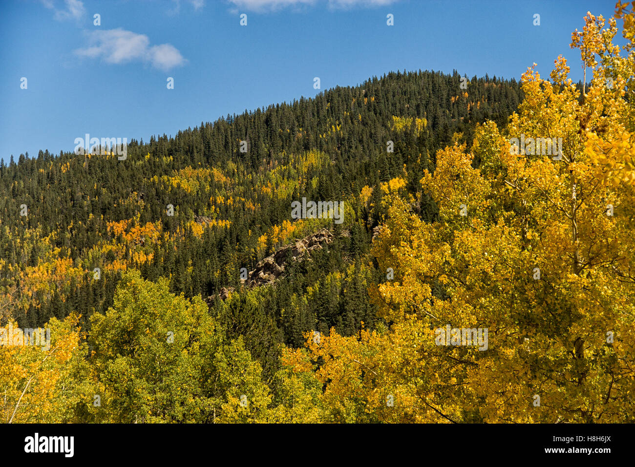 fall color aspens changing in colorado Stock Photo - Alamy fall color aspens changing in colorado Stock Photo - Alamy
