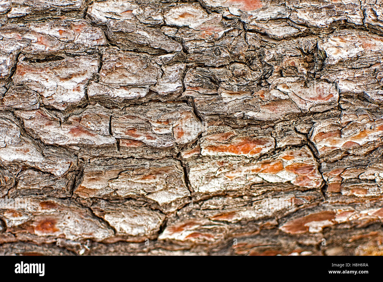 Pine Tree Bark Texture Background Pattern Stock Photo - Alamy
