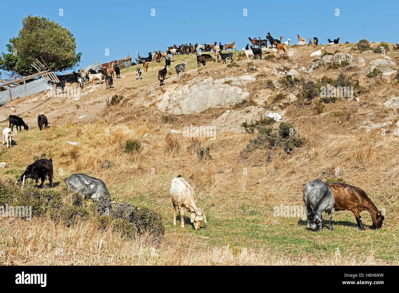 Goats Grazing on the Hill. Mediterranean Landscape Stock Photo - Alamy