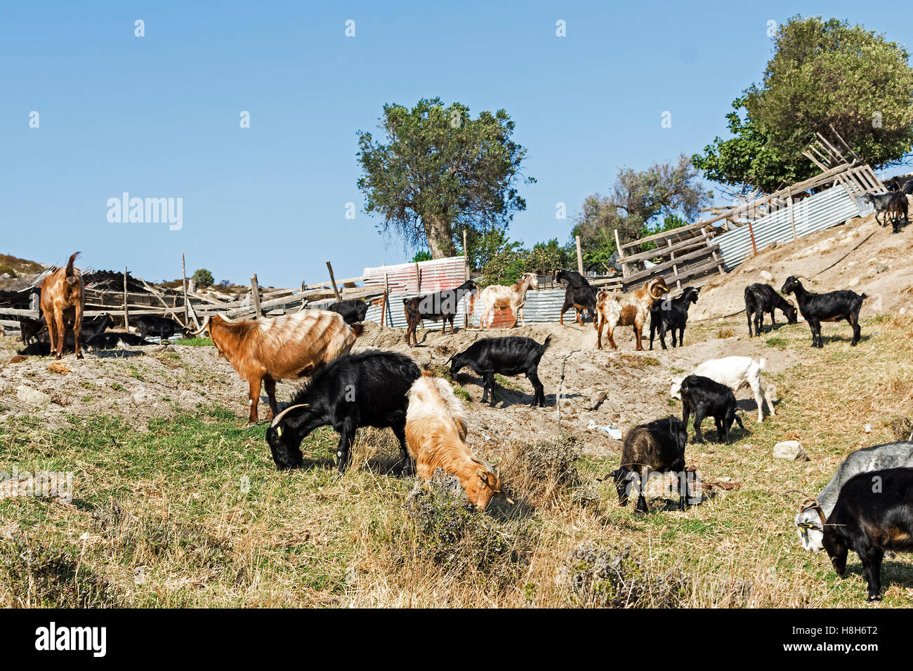 Goats Grazing on the Hill. Mediterranean Landscape Stock Photo - Alamy