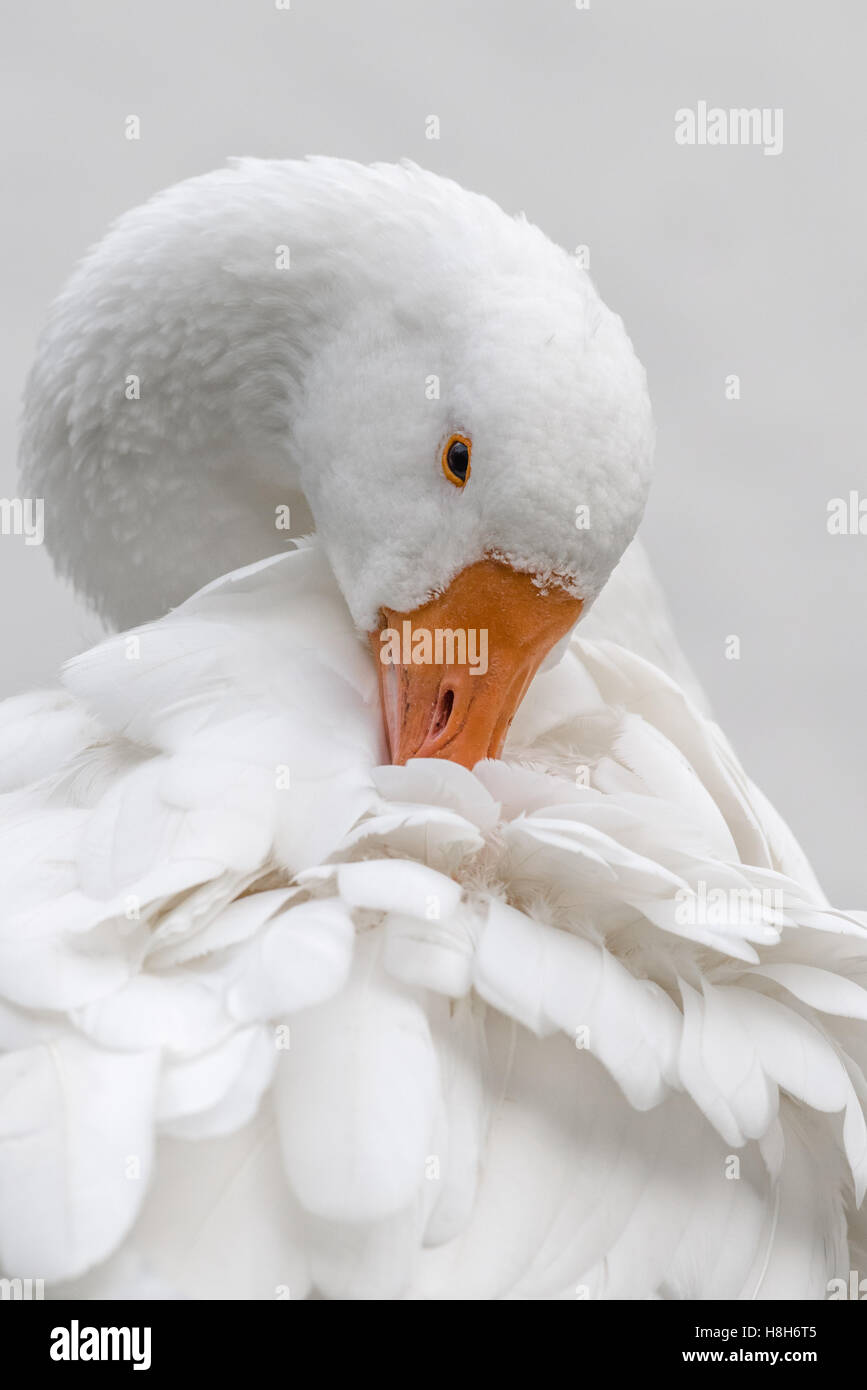 Large white male domestic goose preening its feathers Stock Photo - Alamy