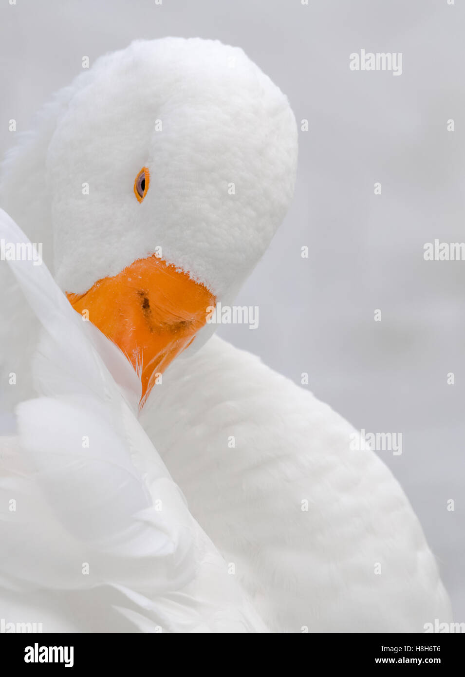 Large white male domestic goose preening its feathers Stock Photo - Alamy
