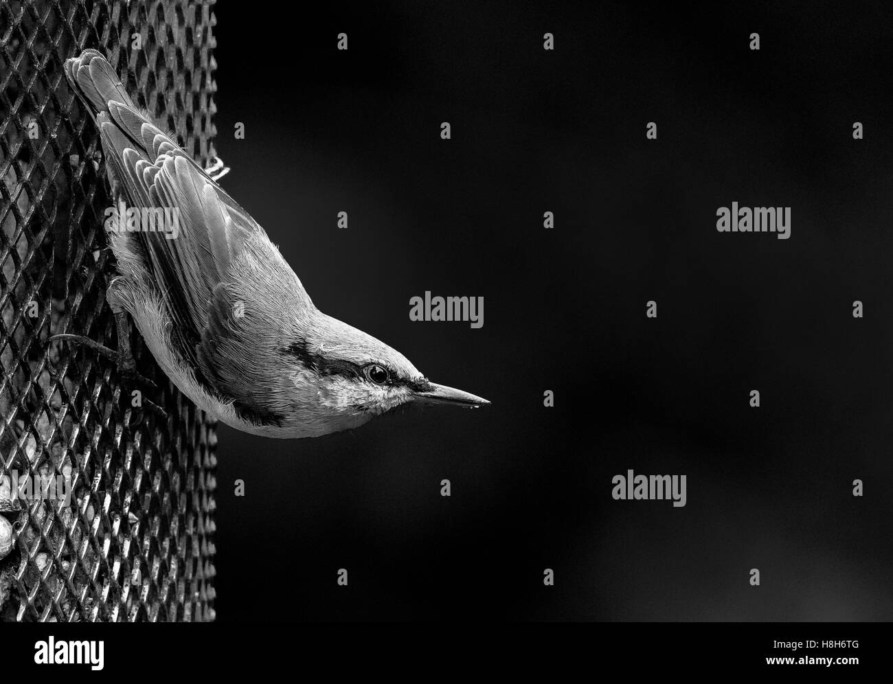 A Nuthatch, a small plump woodland bird perched on a squirrel proof ...