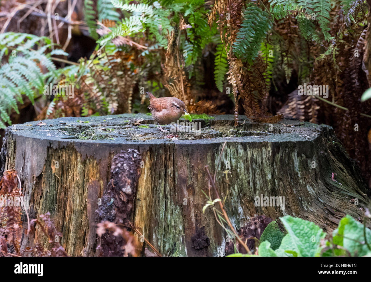 Bird eating grub hi-res stock photography and images - Alamy