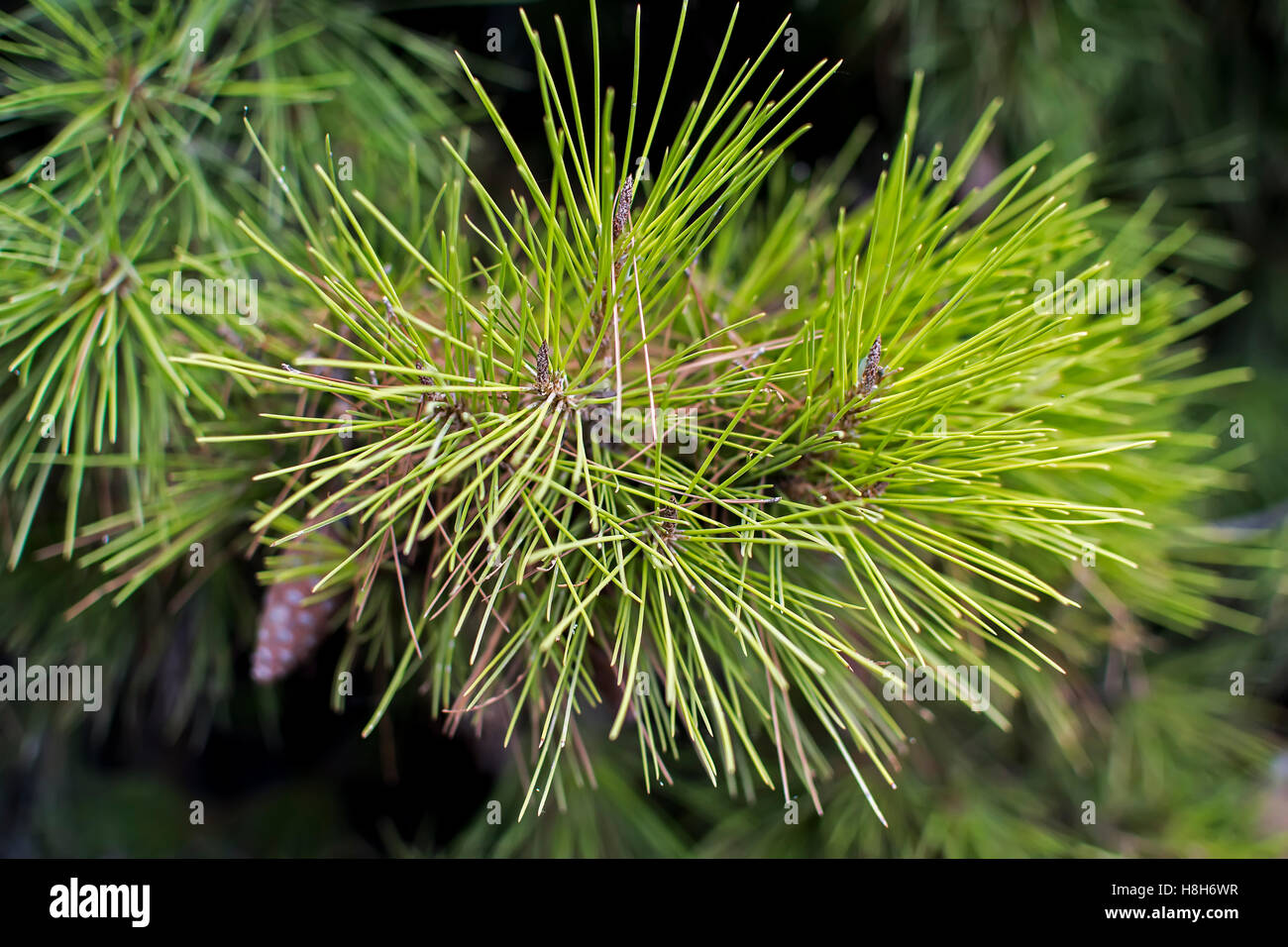 Pine needles close up hi-res stock photography and images - Alamy
