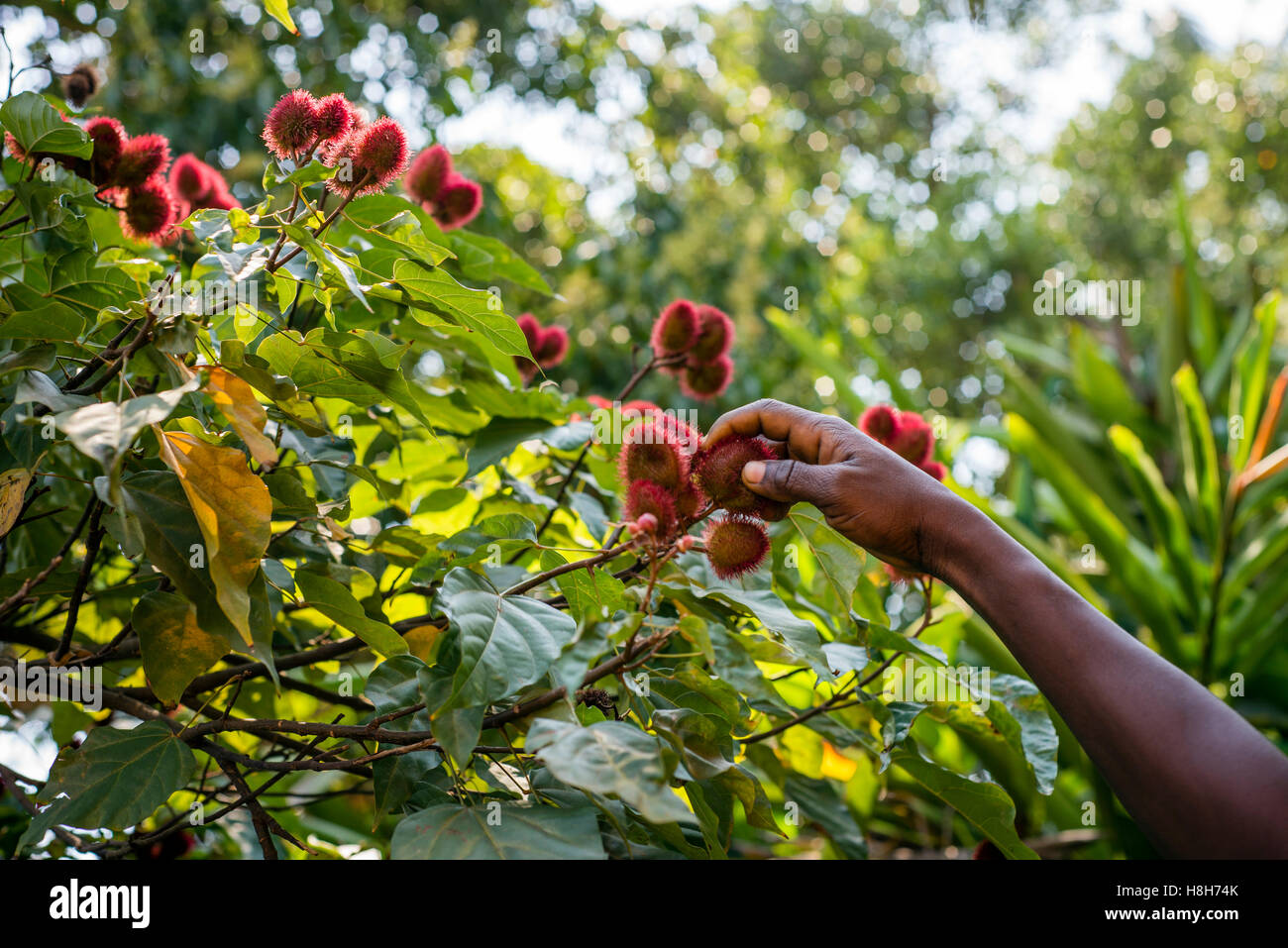 Achiote, or Lipstick tree, at a spice farm on Zanzibar island, Tanzania ...