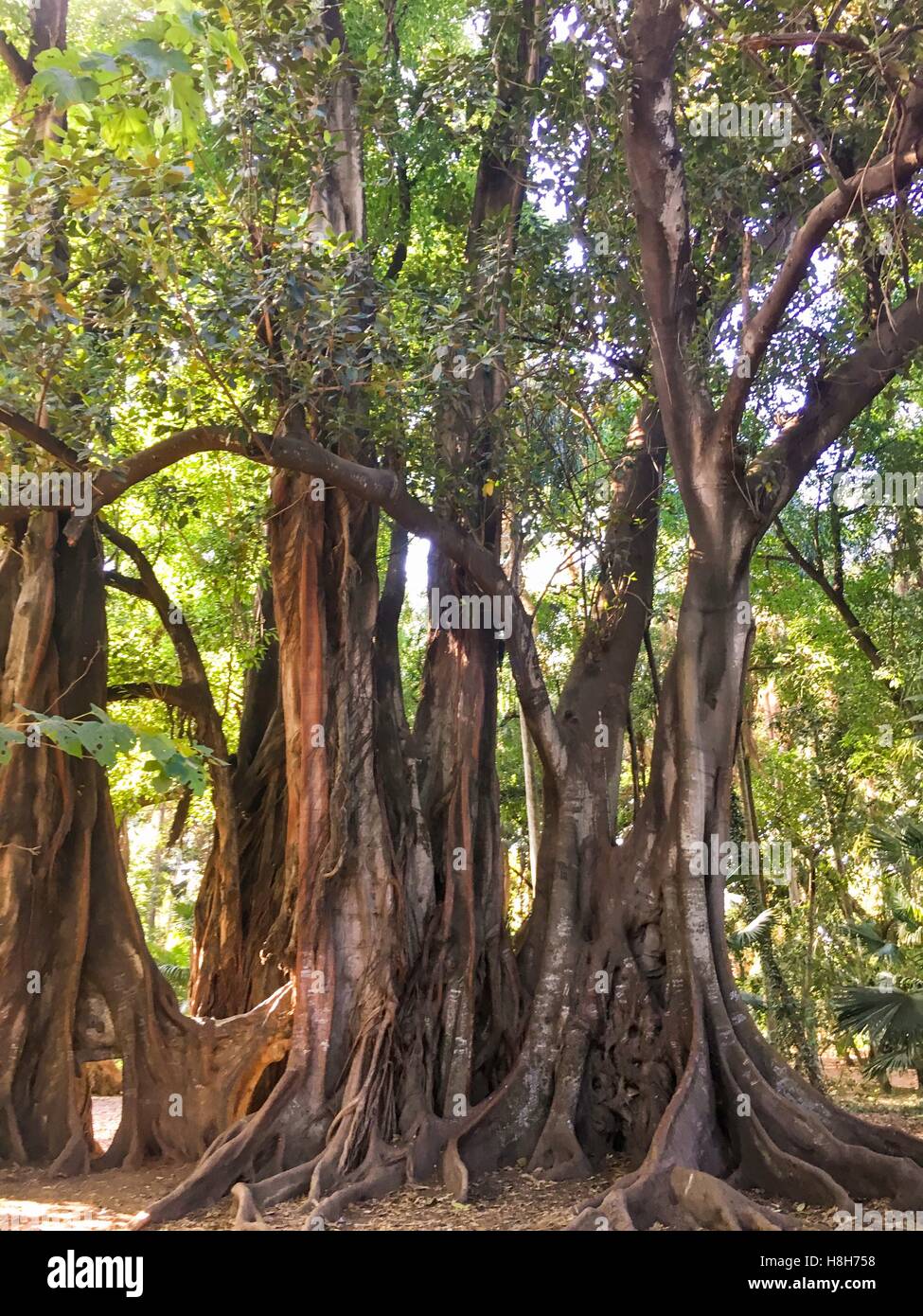 Old trees in Botanical Garden of Hamma in Algiers. It was established ...