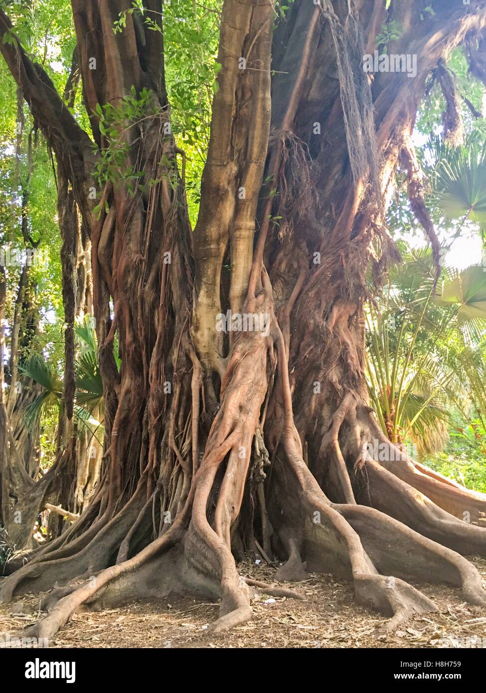Algiers garden hi-res stock photography and images - Alamy