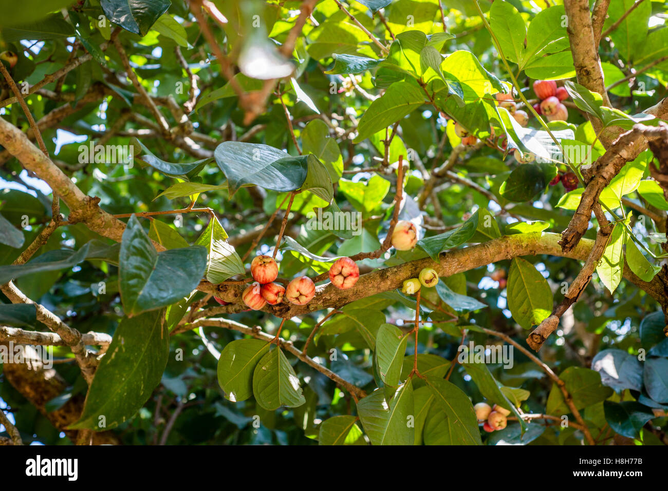 Zanzibar Apple High Resolution Stock Photography and Images - Alamy