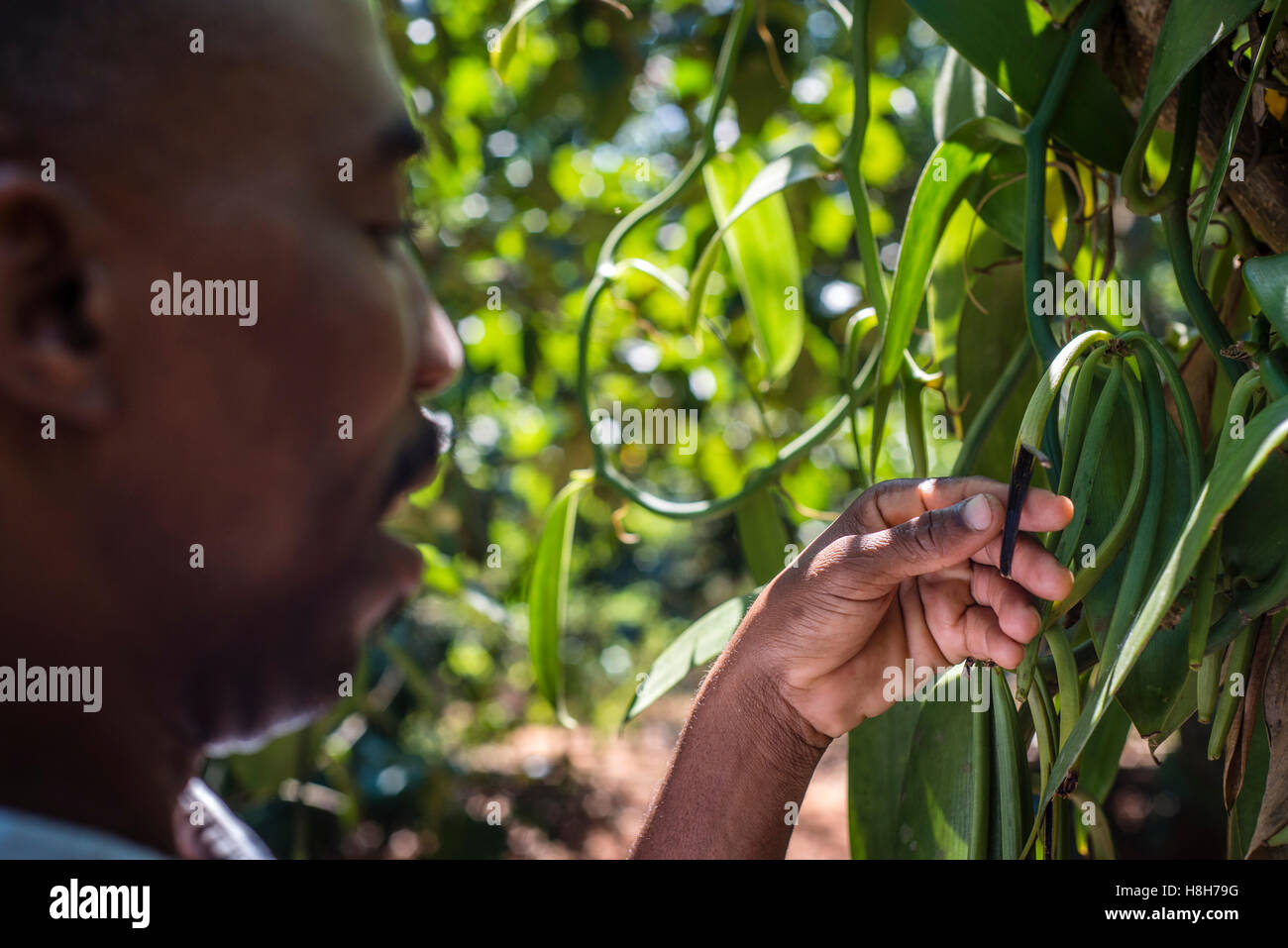 Vanilla fruits at a spice farm on Zanzibar island, Tanzania Stock Photo ...