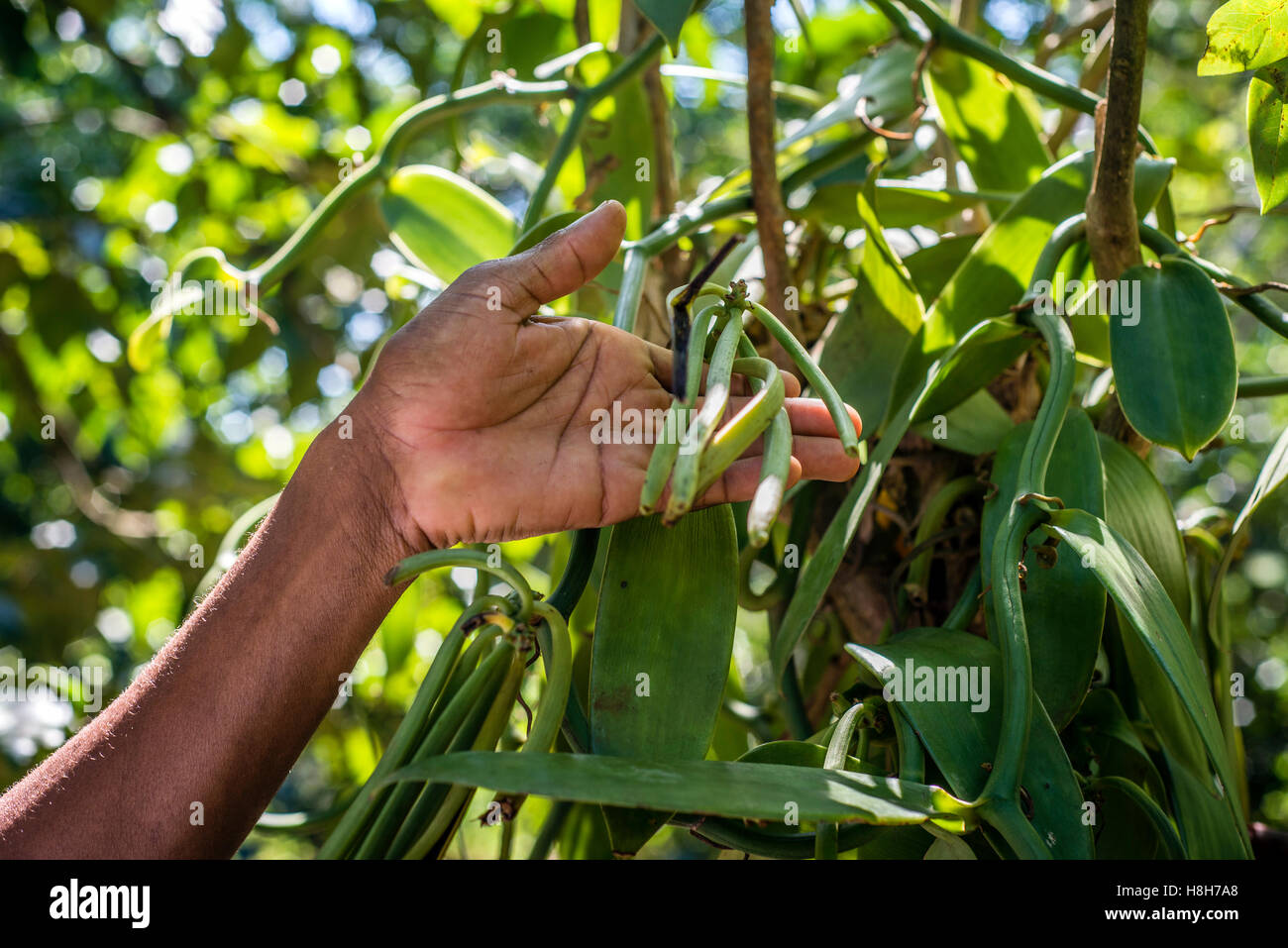 Vanilla fruits at a spice farm on Zanzibar island, Tanzania Stock Photo ...