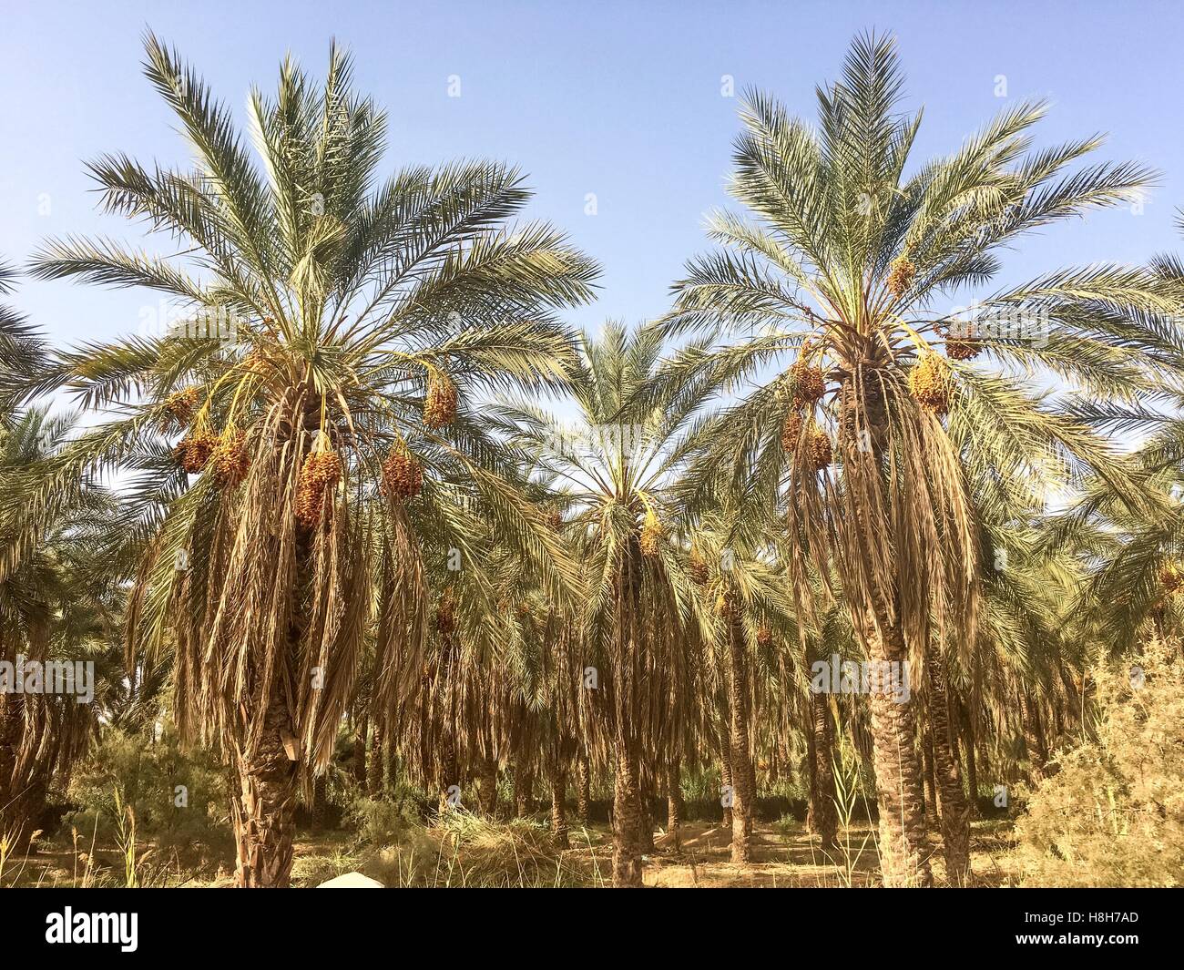 fresh palm fruits harvest in Ouargla Algeria. Ouargla one of the palm ...