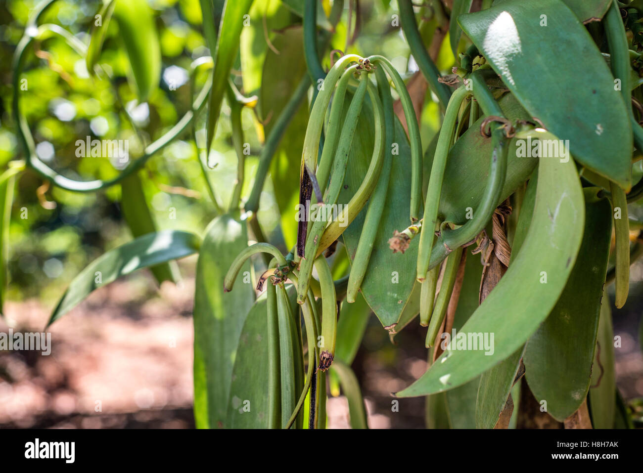 Vanilla plant growing hi-res stock photography and images - Alamy