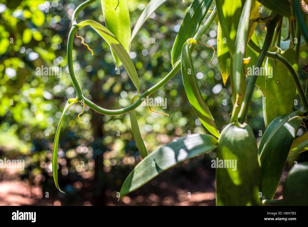 Vanilla fruits at a spice farm on Zanzibar island, Tanzania Stock Photo ...