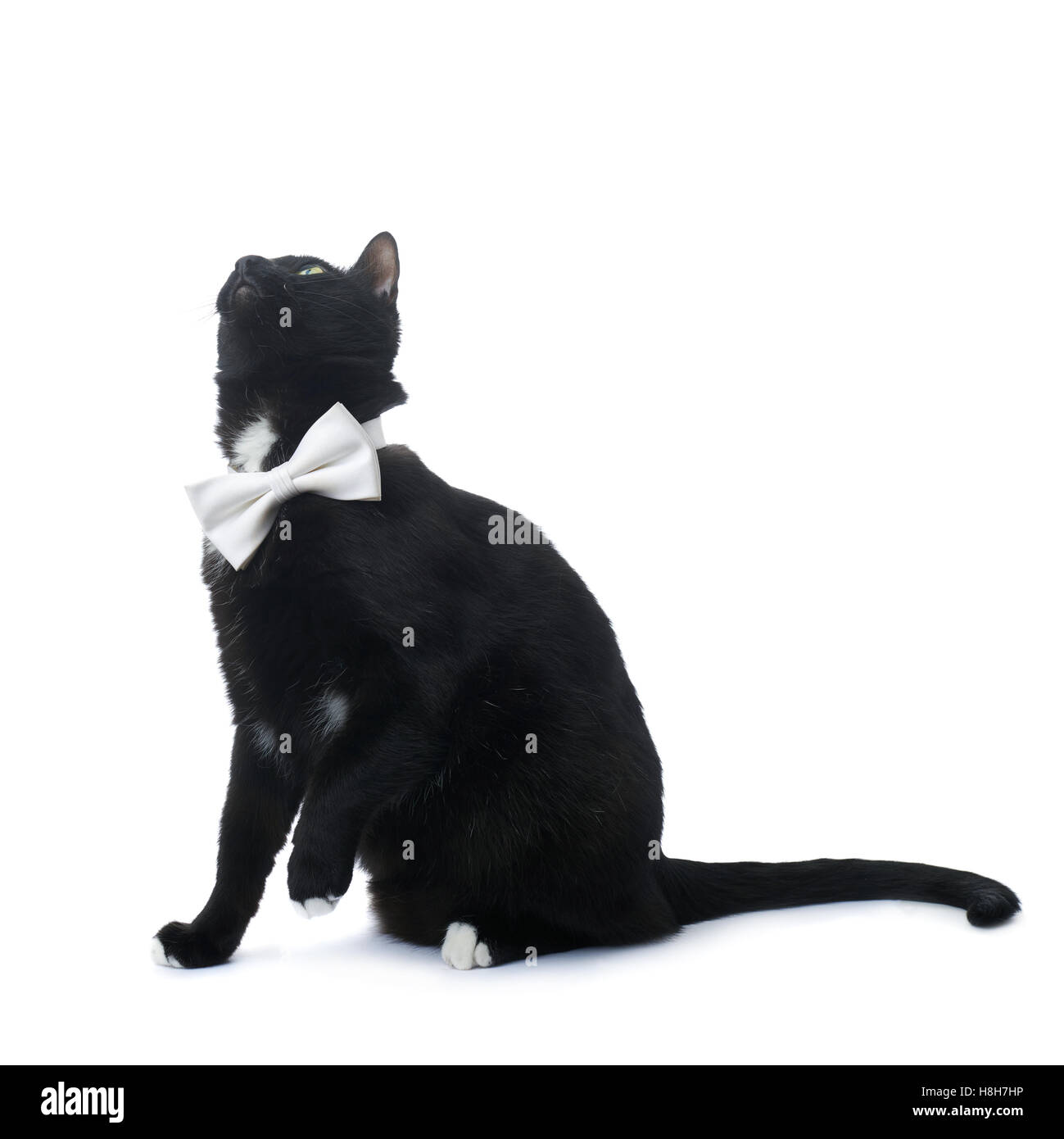 Sitting black cat isolated over the white background Stock Photo - Alamy