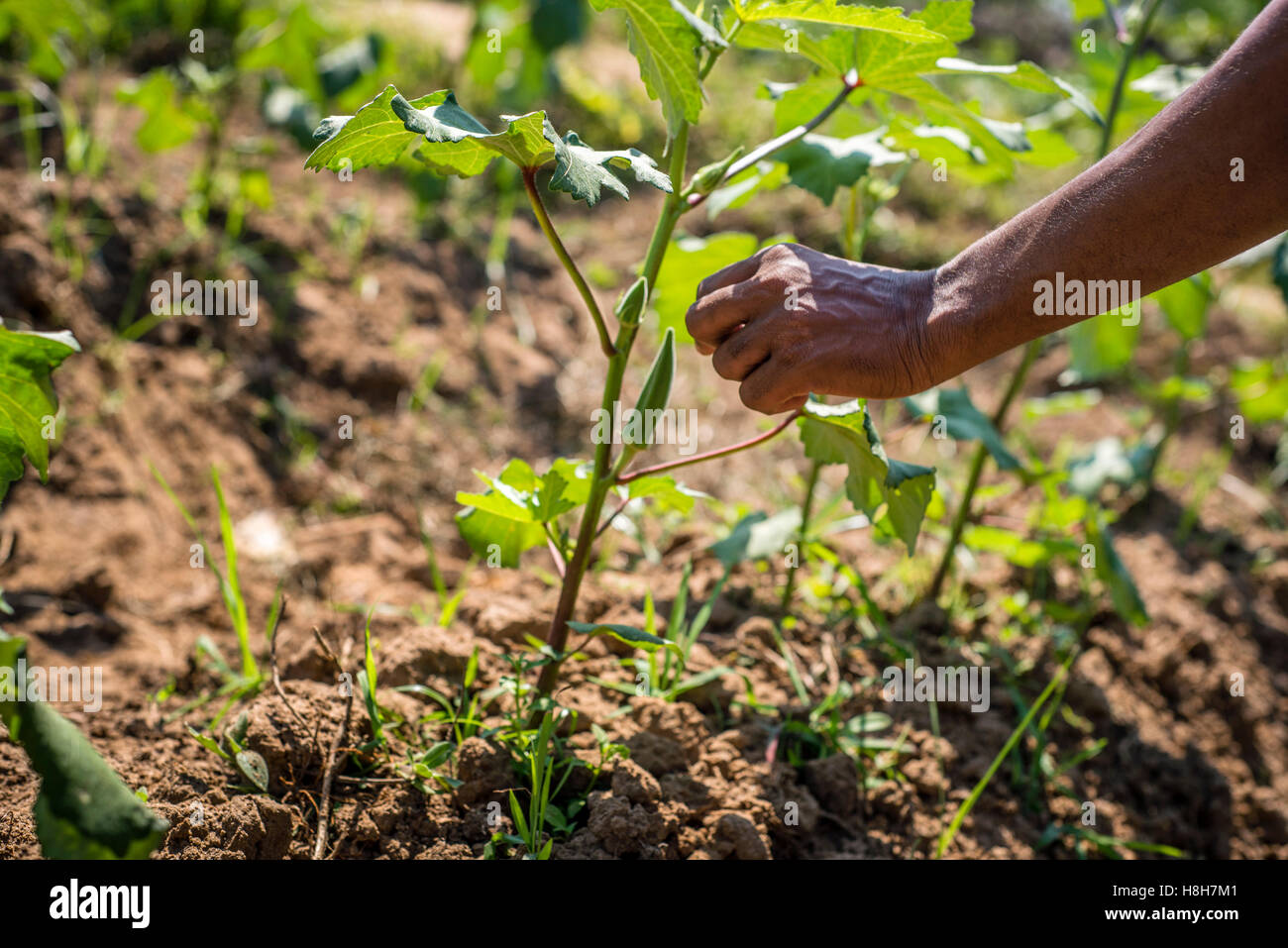 Bamia, or Arabic okra, growing at a farm on Zanzibar island, Tanzania ...