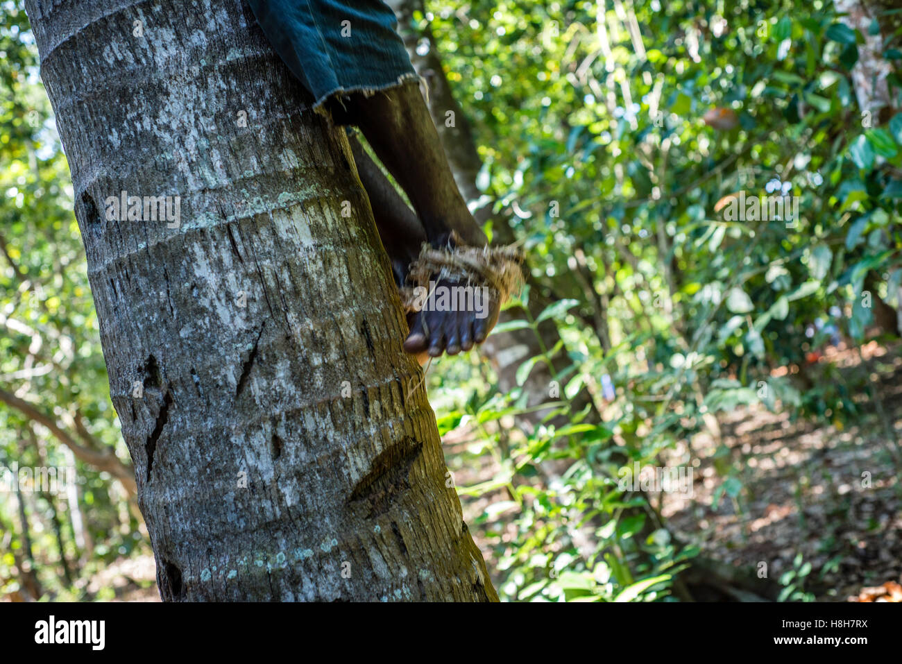 Man picking coconut hi-res stock photography and images - Alamy