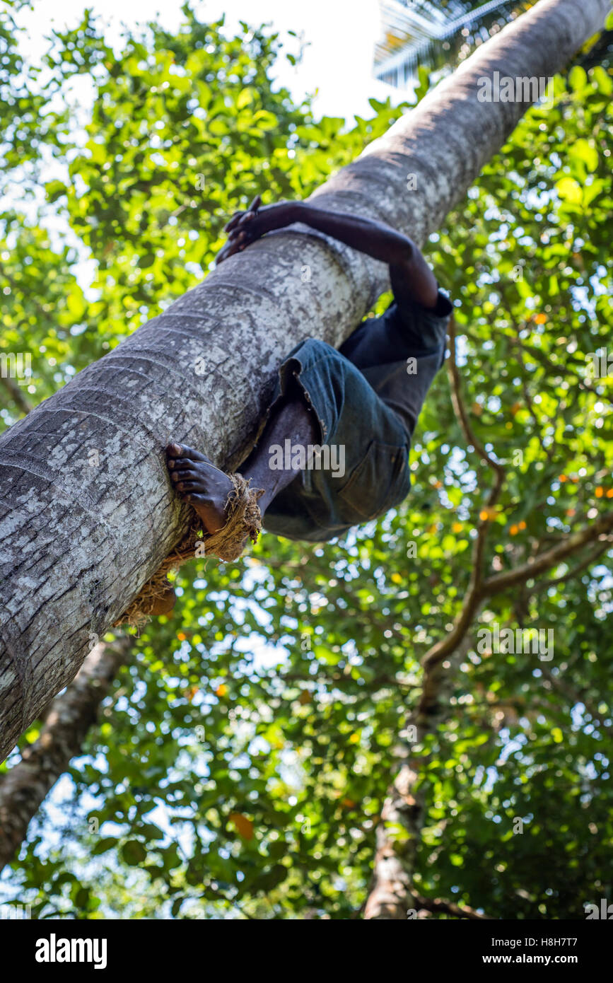 Man Picking Coconut High Resolution Stock Photography and Images - Alamy