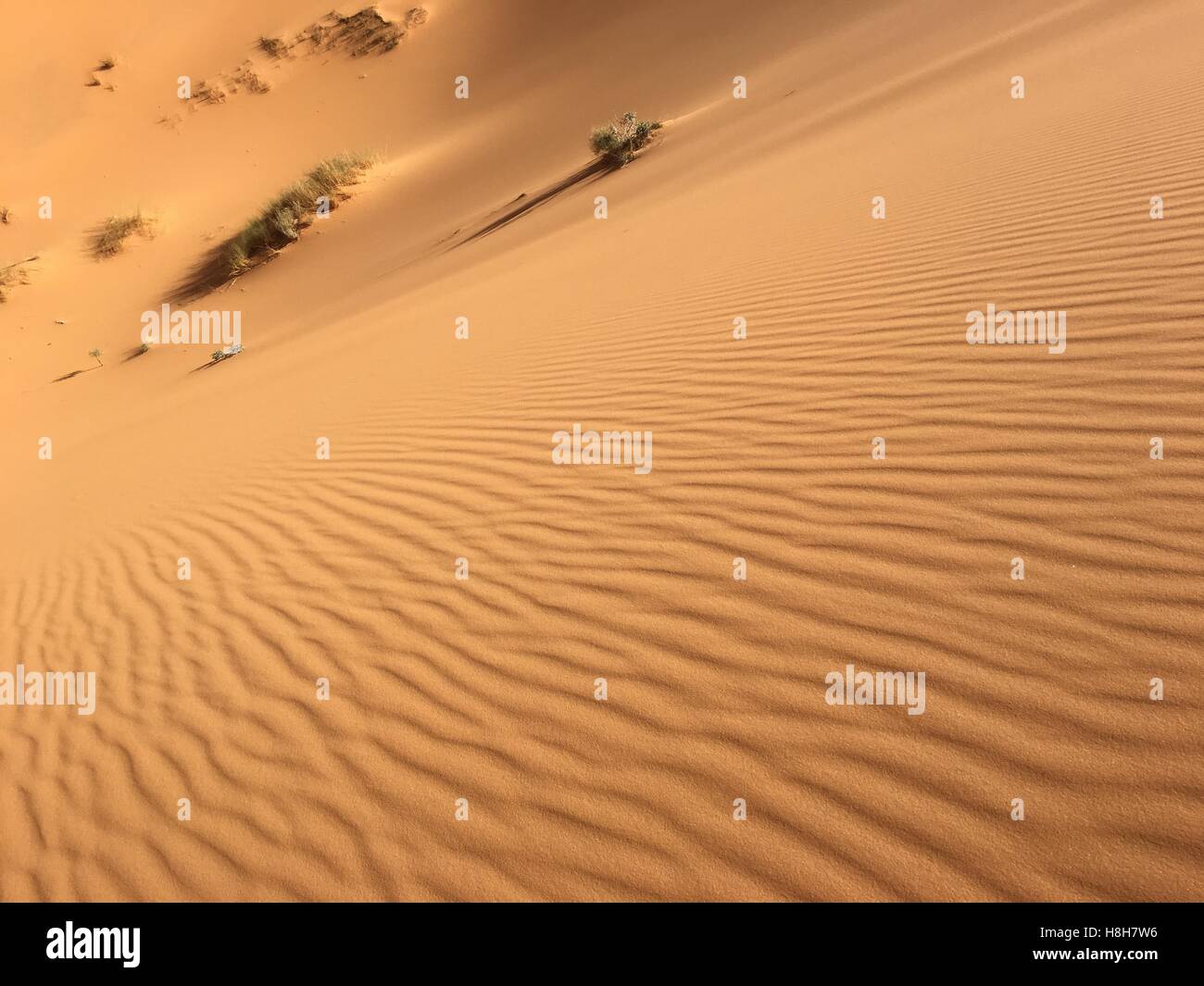Unlimited empty desert panorama of North Africa Bechar Algeria, sandy ...