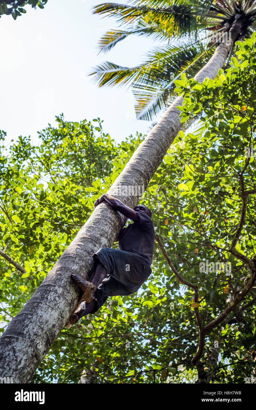 Man picking coconut hi-res stock photography and images - Alamy