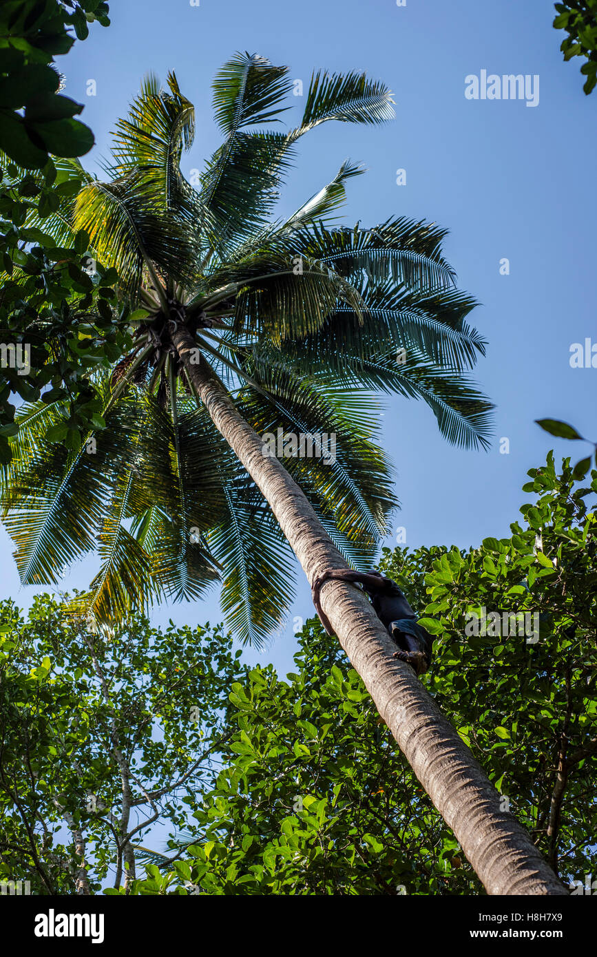 Pick coconuts hi-res stock photography and images - Alamy