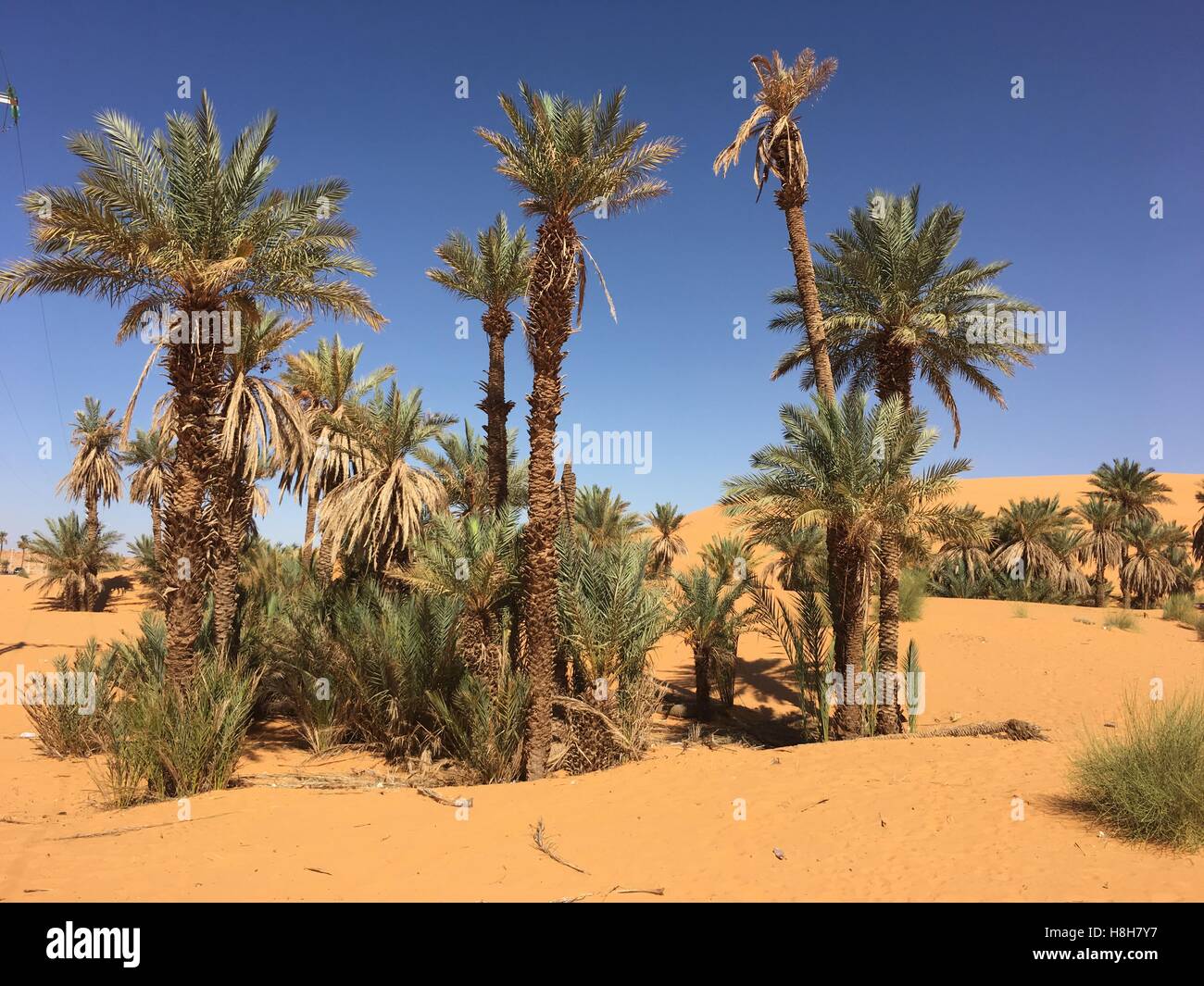 Palm trees and fresh palm fruits harvest in Bechae Algeria Stock Photo ...