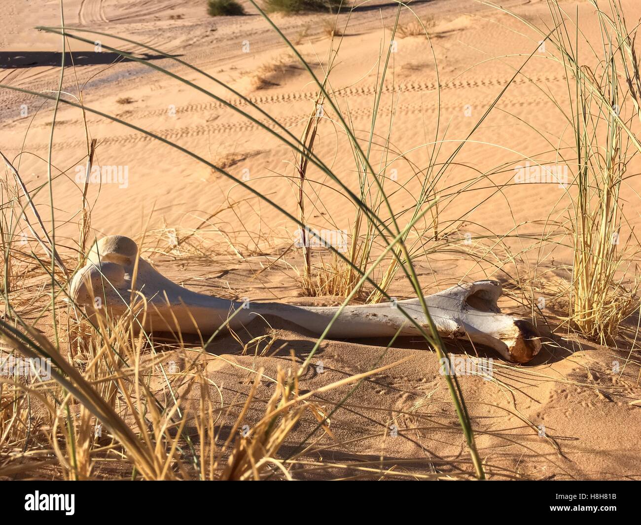 Bechar algeria hi-res stock photography and images - Alamy