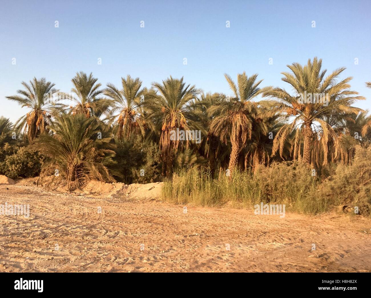 Palm trees and fresh palm fruits harvest in Ouargla Algeria. Ouargla ...