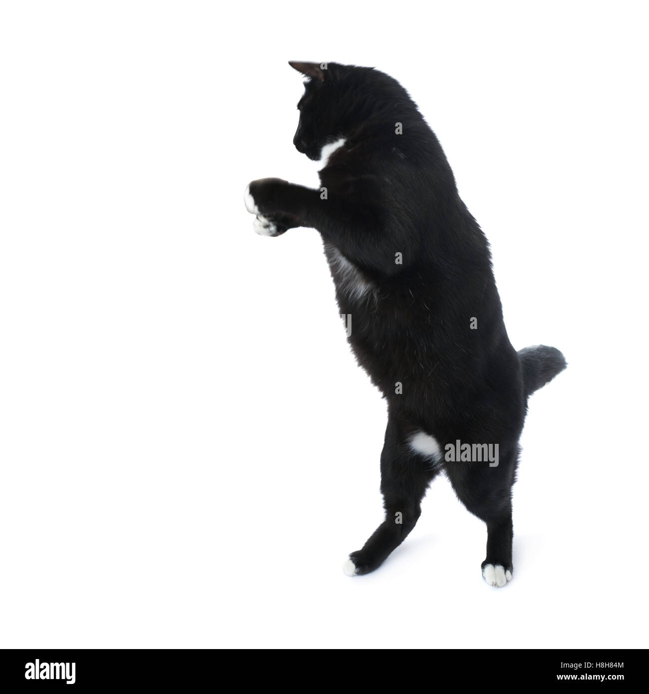 Standing black cat isolated over the white background Stock Photo - Alamy