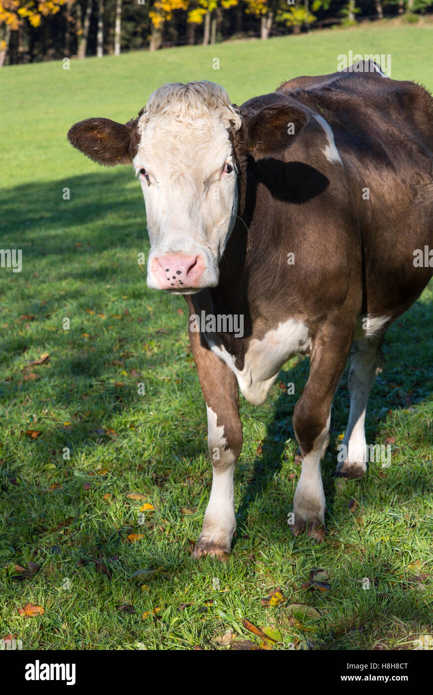 Veal standing on a meadow and looking at the camera Stock Photo - Alamy