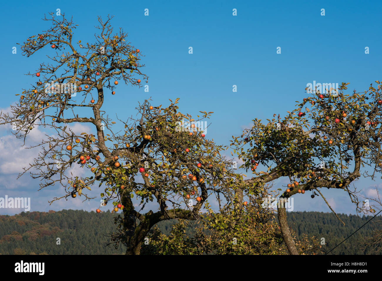 Knotty apple tree with apples before harvest in autumn Stock Photo - Alamy
