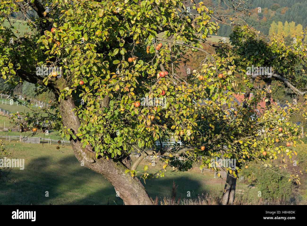 Knotty apple tree with apples before harvest in autumn Stock Photo - Alamy