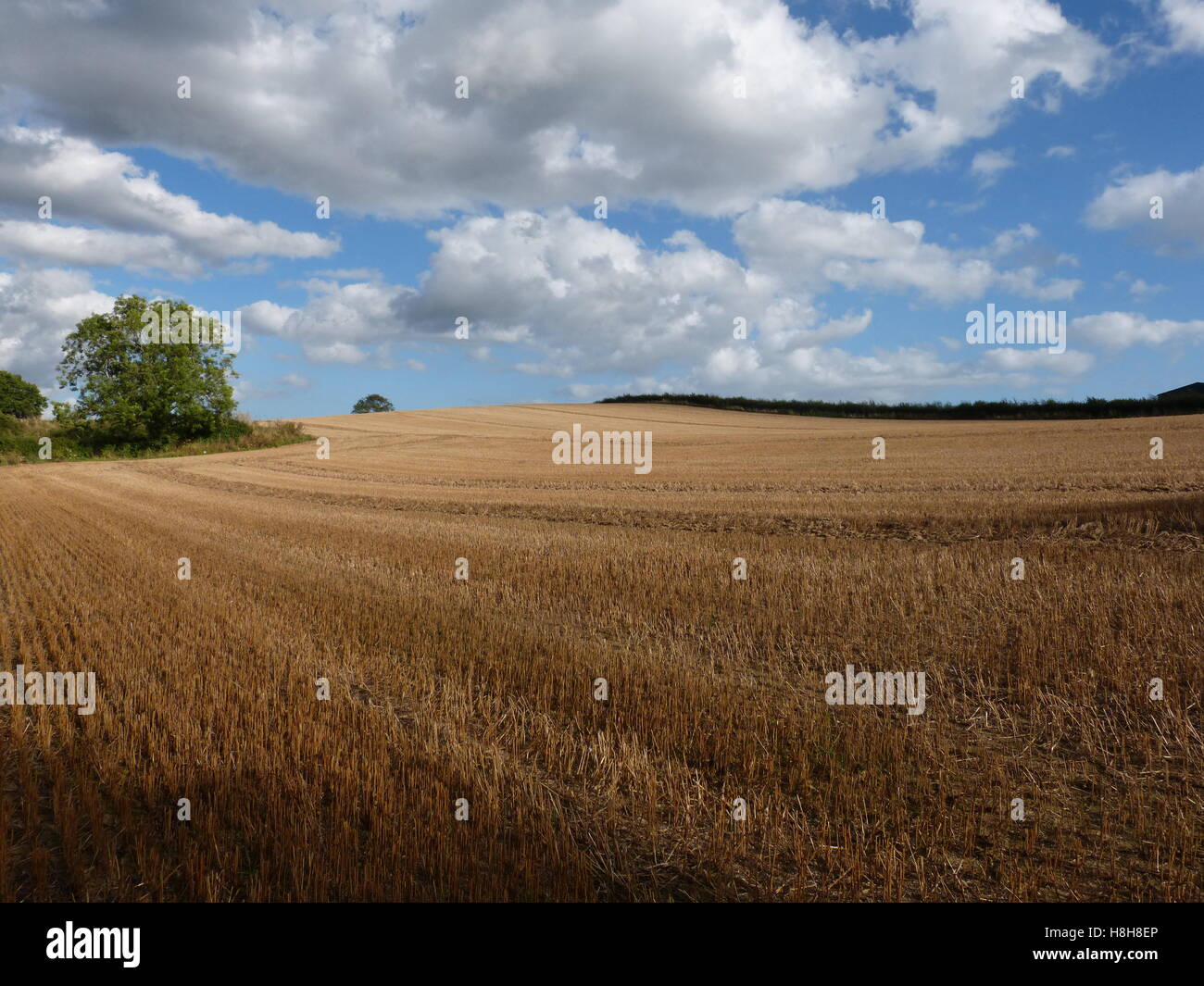 Undulating wheat field Stock Photo - Alamy