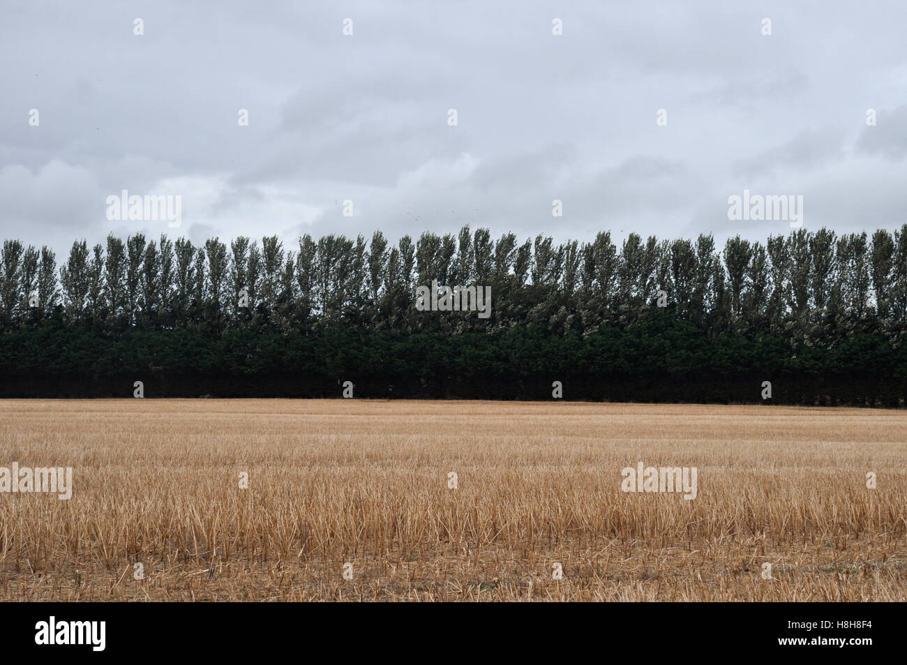 Wheat field with a row of poplar trees Stock Photo - Alamy