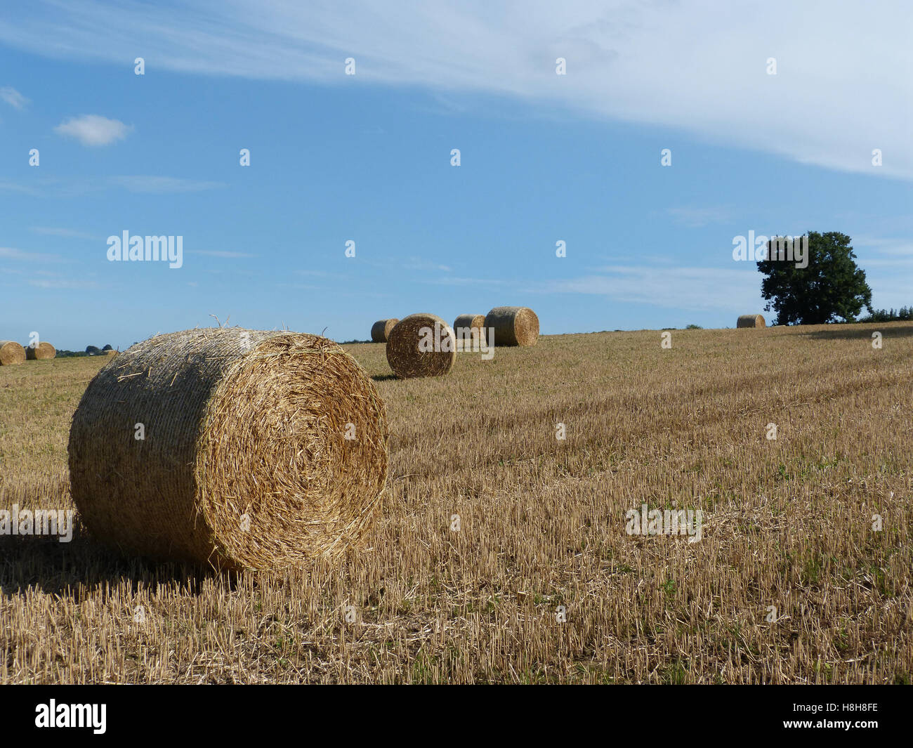 Straw bales somerset hi-res stock photography and images - Alamy