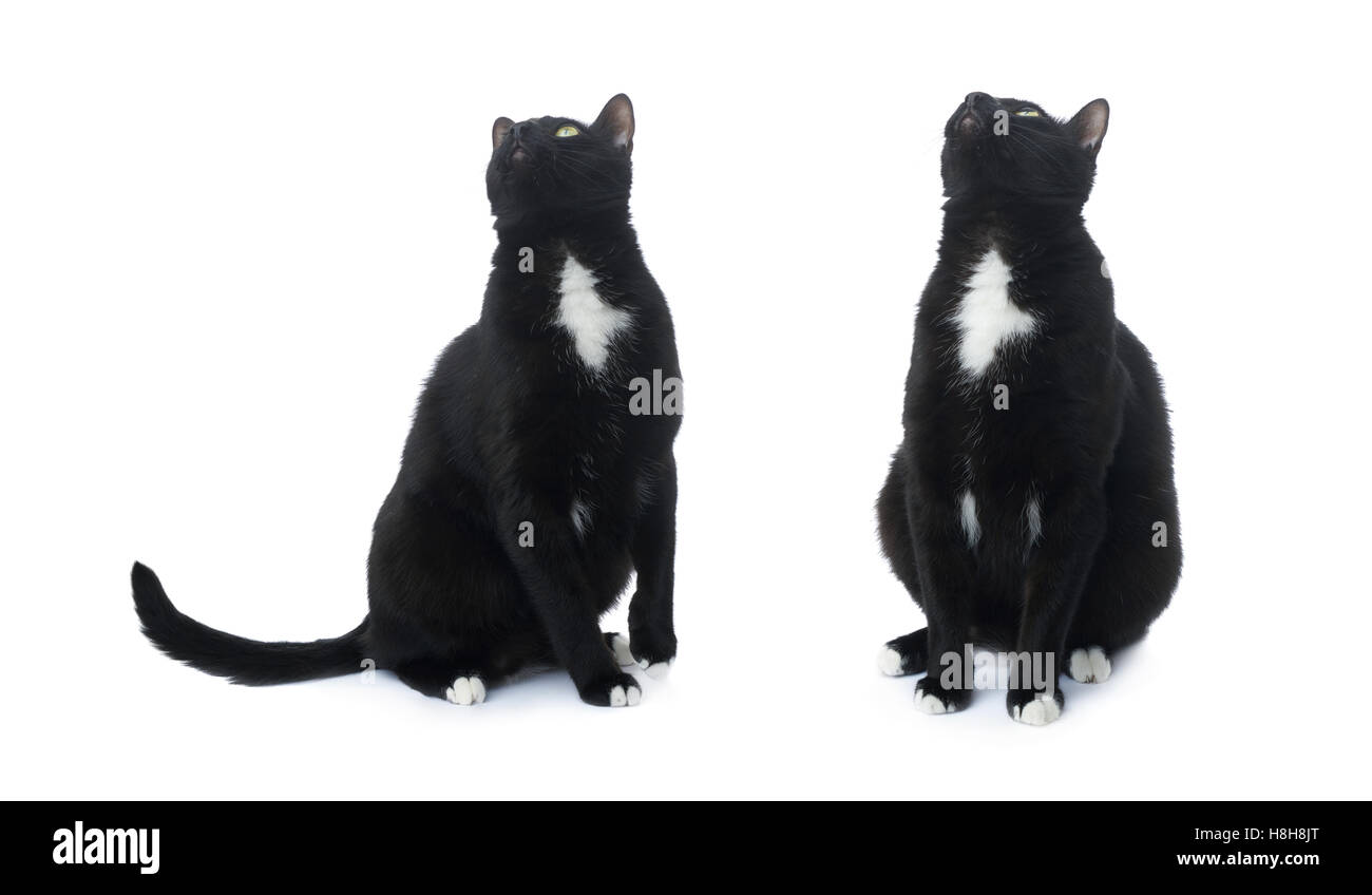 Sitting black cat isolated over the white background Stock Photo - Alamy